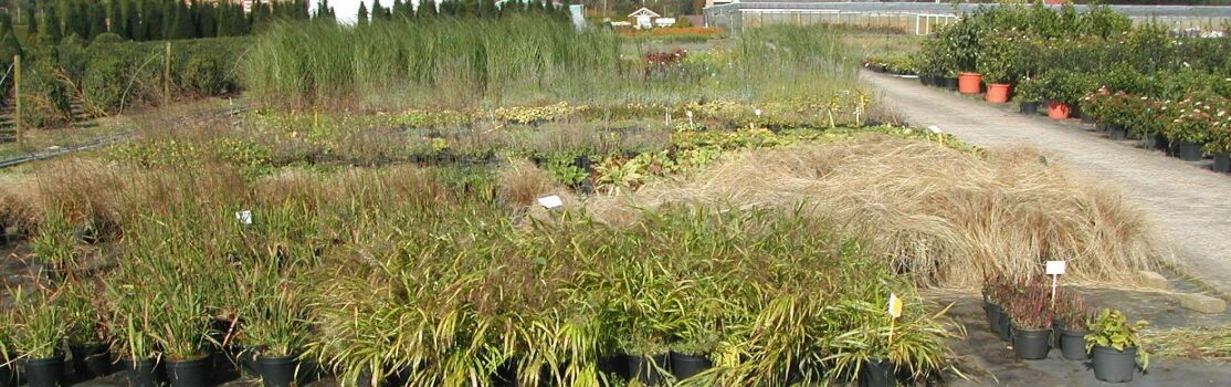 grassen en bamboe | Greenhouse.be